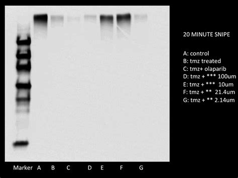 266 Questions With Answers In DNA DAMAGE Science Topic
