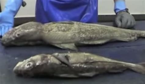 Haddock Vs Cod Whats The Difference Fork And Spoon Kitchen