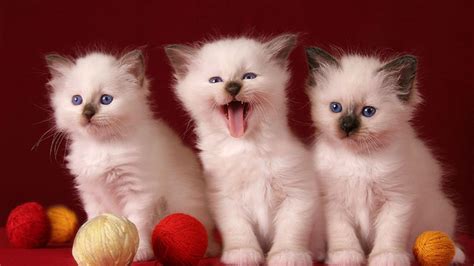 3 Cute Kittens Hd Desktop Wallpaper Widescreen High Definition