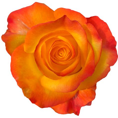 Summerlight® Contintental Breeding