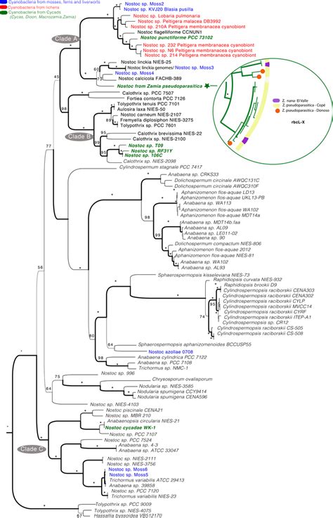Maximum‐likelihood Phylogenomic Tree Of Cyanobacterial Strains The