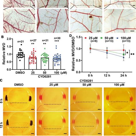 Cyd0281 Inhibits Angiogenesis In A Concentration Dependent Manner In