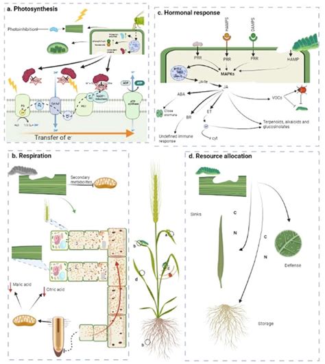 Conceptual Model Of The Physiological Responses To The Impact Of