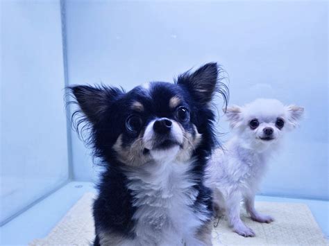 장모치와와 케인토니 포메라니안성격 말티즈성격 말티푸성격 푸들성격 먼치킨성격 랙돌성격 브리티쉬숏헤어성격 스코티쉬폴드성격 러시안블루성격 강아지성격 고양이성격