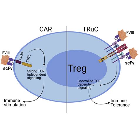 Car And Truc Redirected Regulatory T Cells Differ In Capacity To Control Adaptive Immunity To