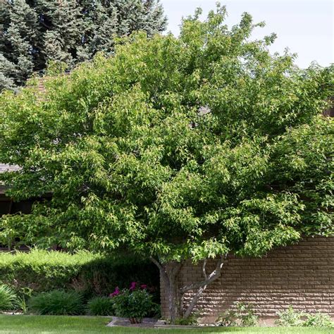Flame Amur Dwarf Maple Trees For Sale