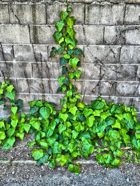Premium Photo Plants Growing On A Wall