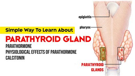 Parathyroid Hormone Calcitonin