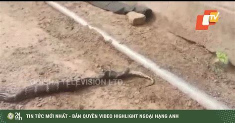 Clip Rắn Hổ Mang Chúa Khổng Lồ ăn Thịt Trăn Trước Mặt Người Dân