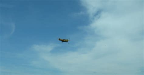 Taken For Granted Its A Bird Its A Plane No Its Grasshopper