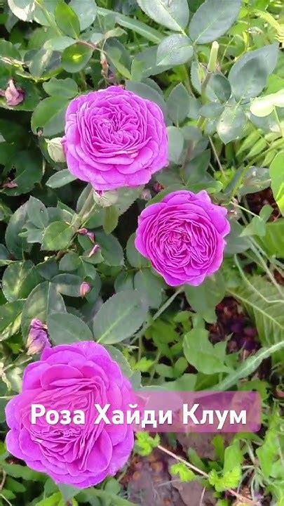 роза Хайди Клум (Heidi Klum) #розы #цветы #rose #garden #дача #сад # ...