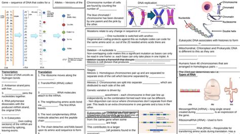 A Level Biology Genetics Variation And Interdependence Revision Poster