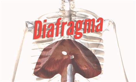 ᐉ Músculo Diafragma Anatomía Respiración Tratamiento