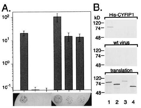 The Fmrp Sequence Encoded By Fmr1 Exon 7 Is Implicated In The