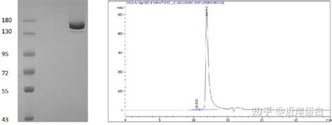 基因魔剪 Crisprcas9系统介绍及转染体系选择 知乎