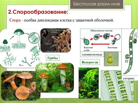 Формы размножения организмов. Бесполое размножение - презентация онлайн