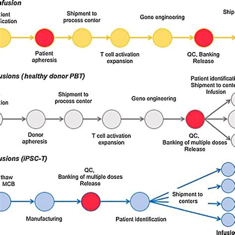 Schema Of Induced Pluripotent Stem Ips‐based Allogeneic T‐cell