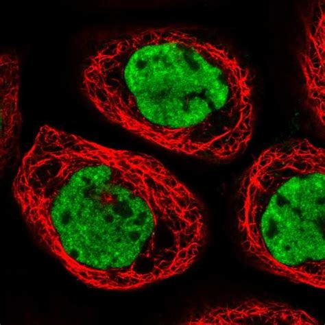 CPSF Antibody PA