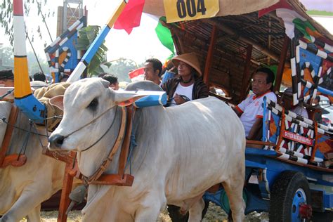 Festival Gerobak Sapi Festival Gerobak Sapi Fgs 2015 Pelangi Peradaban