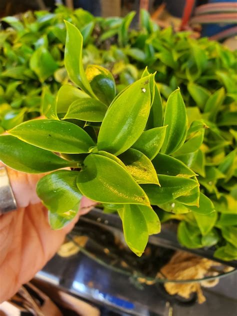 Philodendron Selloum Green Princess Plug Etsy