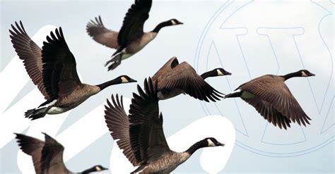 Migrating To Wordpress The 7 Step Guide Human Made