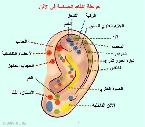 أذن الإنسان Riflessologia Agopuntura Corpo Umano
