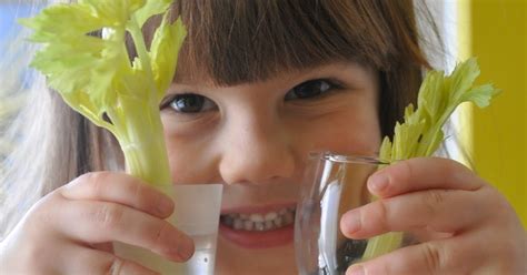 Celery Science Capillary Action Celery Science Capillary Action