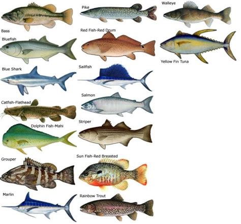 Types Of Saltwater Fish Research Common Types Of Salt Water Fish