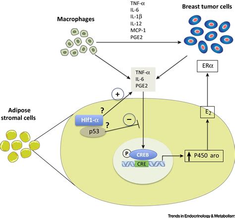 Emerging Concepts Linking Obesity With The Hallmarks Of Cancer Trends