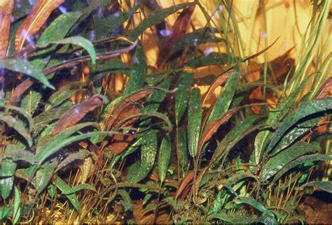 Cryptocoryne affinis