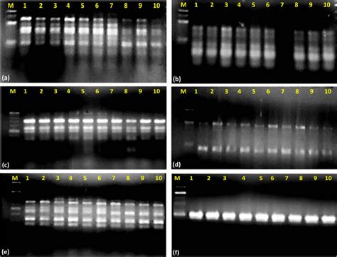 Gel Electrophoresis Pattern Of Rapd Pcr Of Populus Alba Treated With