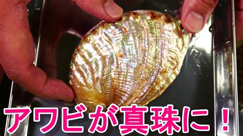 アワビが真珠に YouTube