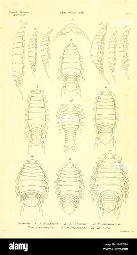 Symbolæ Ad Monographiam Cymothoarum Crustaceorum Isopoda Familia