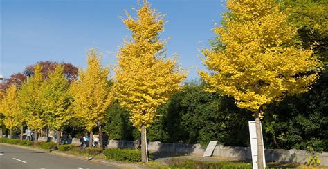 Different Types Of Ginkgo Biloba Tree Varieties Species Cultivars
