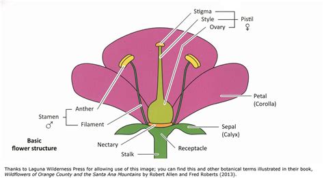 Life Science Flowers Diagram Quizlet
