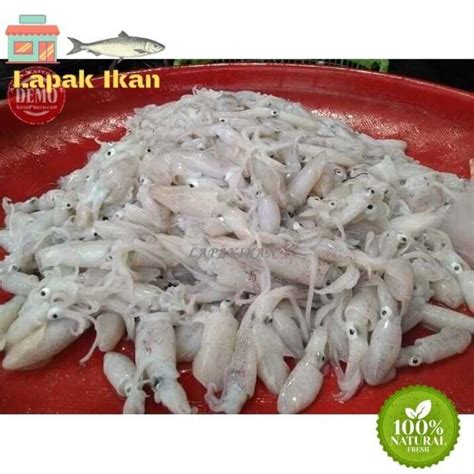Jual Cumi Baby Segar 1kg Cumi Cumi Seafood Fresh Segar Dan BERGARANSI Di Seller LapakIkan
