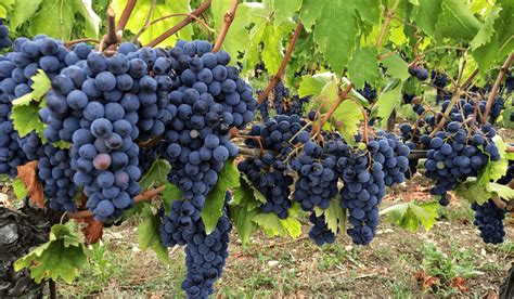 An Italians Quick Guide To Chianti Wine The Italian On Tour Small