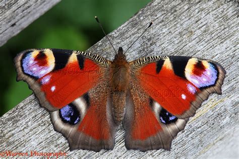 Peacock Butterfly Photo Wp26028