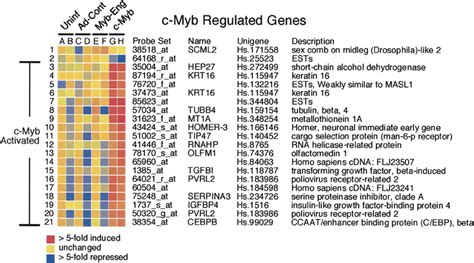 Myb Target Genes In Mcf7 Cells Mcf7 Cells Were Mock Infected Uninf