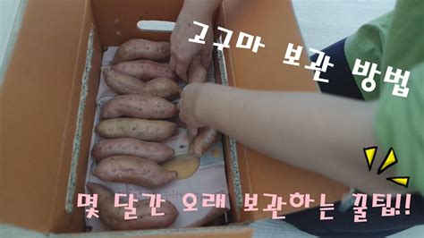 고구마 보관법 오래 보관 방법 이렇게만 해보세요 Youtube