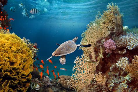 Coral Reef Biodiversity At Vicky Jorgenson Blog