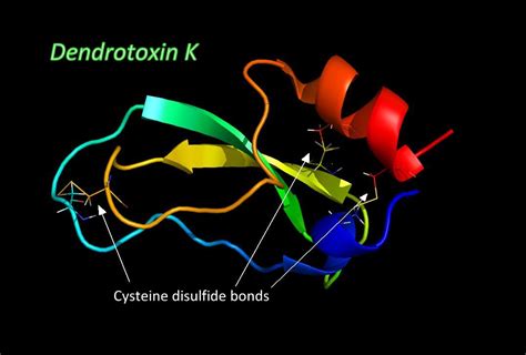 Dendrotoxinkwithdisulfidebondsarrows Naked Scientists