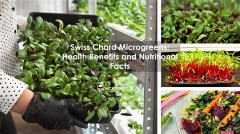 Swiss Chard Microgreens Health Benefits And Nutritional Facts