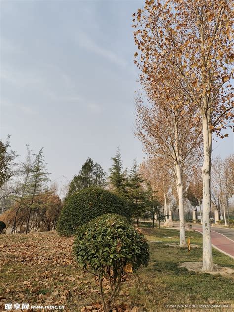 树摄影图 国内旅游 旅游摄影 摄影图库 昵图网