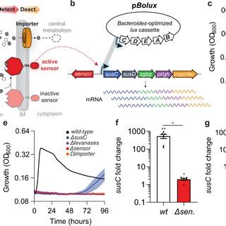 Bt PUL Transcription Reflects Target Glycan Abundance A A Cartoon