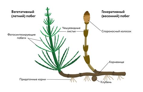 Побеги хвоща фото и картинки 61 штук