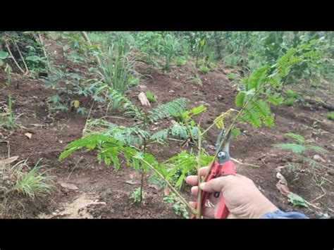 PERBANYAK CABANG ‼️ PETAI BERBUAH LEBAT, CARA PRUNING POHON PETAI - YouTube