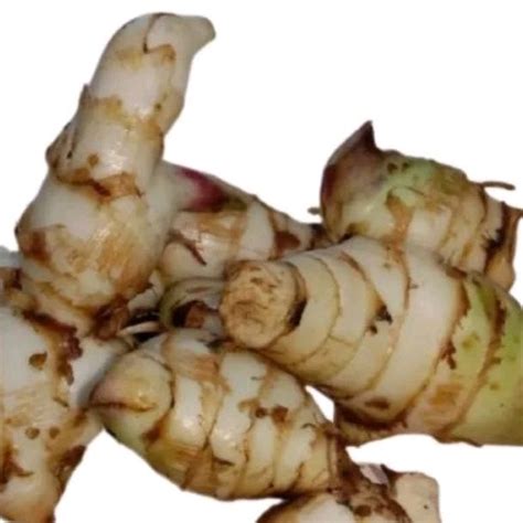 Jual Umbi Ganyong Putih Fresh 1kg Shopee Indonesia