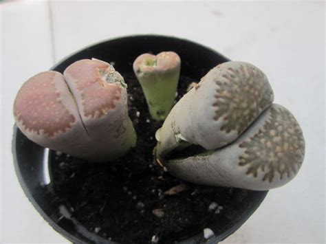 Dying Lithops