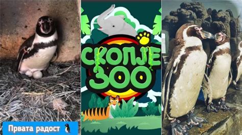 За прв пат во скопската ЗОО се родија бебиња пингвини Vrabotuvanje